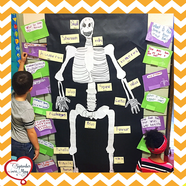 From September to (Mrs.) May: No "BONES" About It...We Love Science!