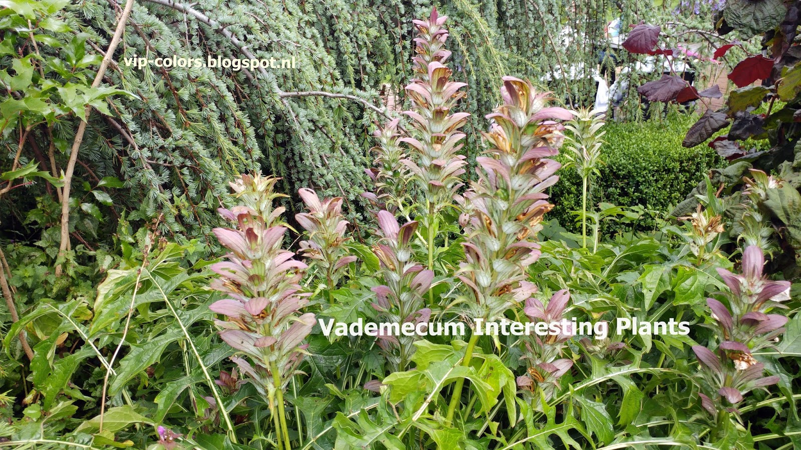 Vademecum Interesting Plants: Acanthus mollis - Akant miękki - Akantus