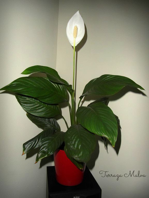 ESPATIFILO / SPATHIPHYLLUM | Terraza Malva