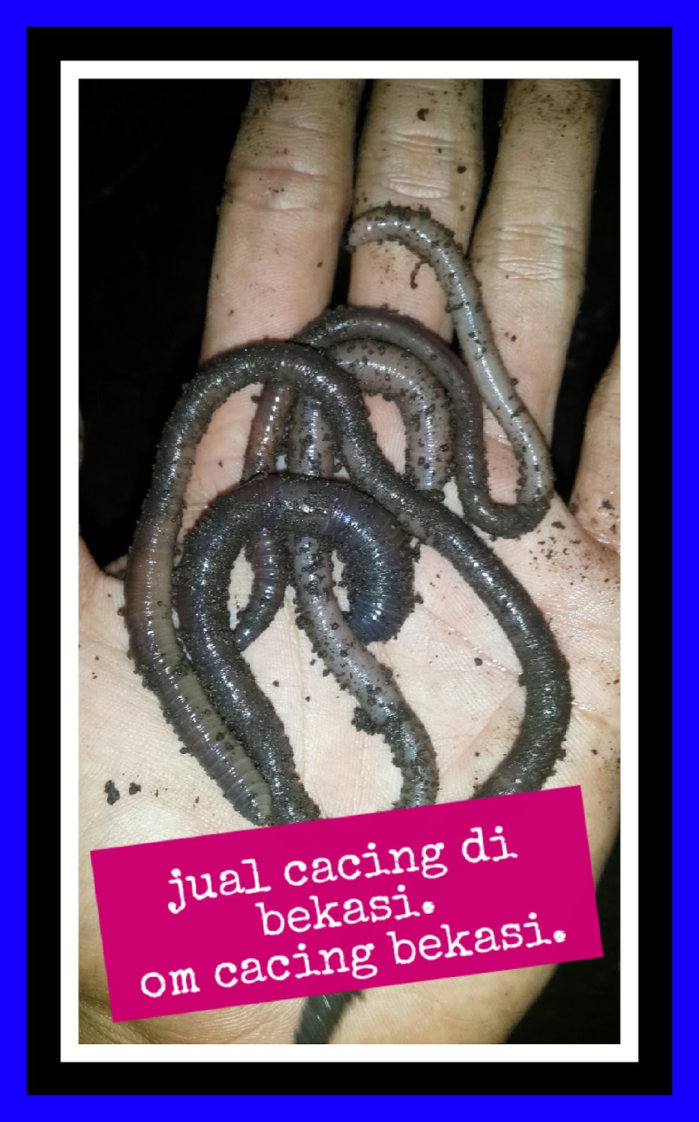 cacing tanah cacing merah cacing susu cacing kalung cacing tiger cacing ...