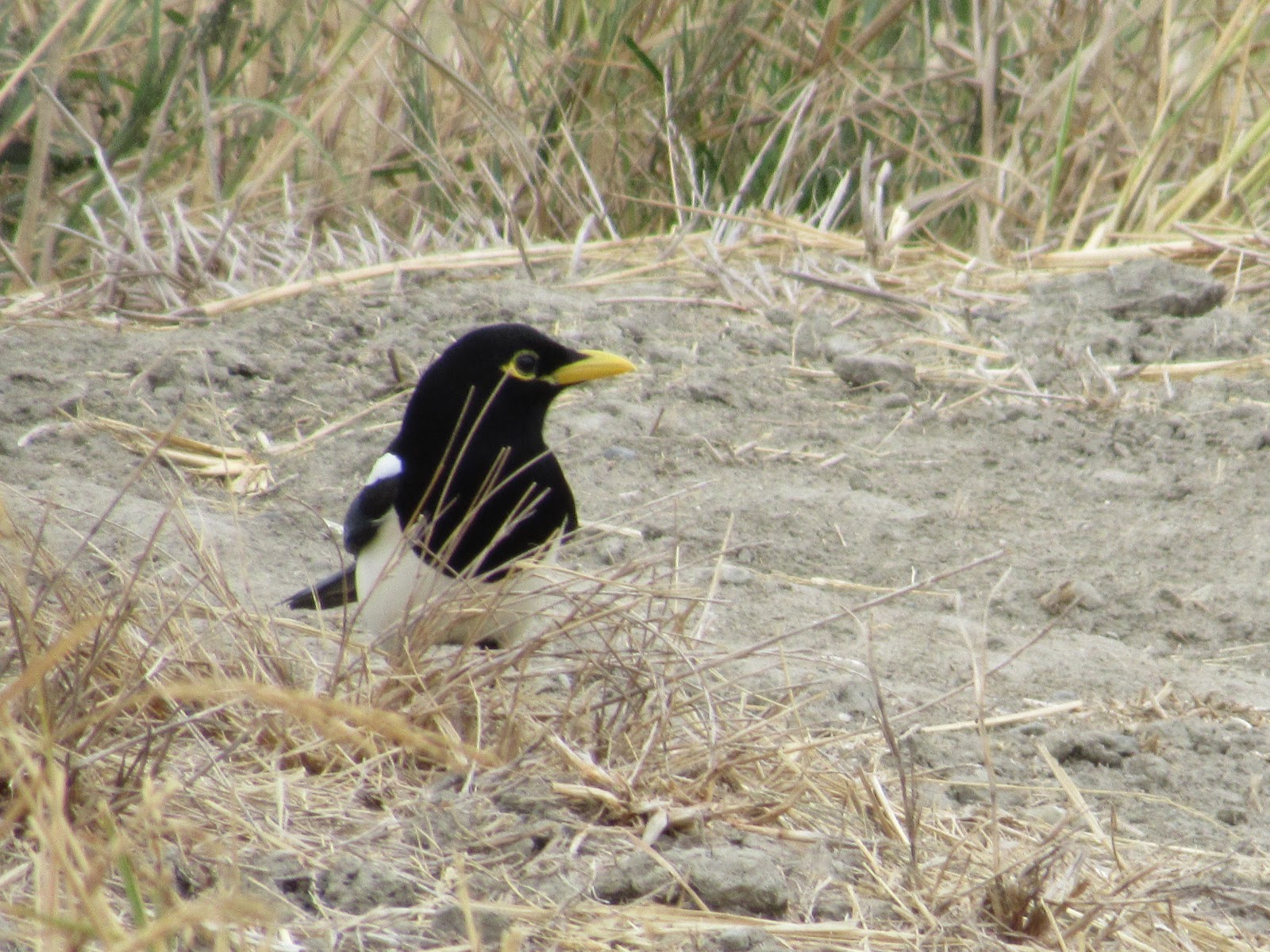 Wings and Daydreams: Marvelous Magpies
