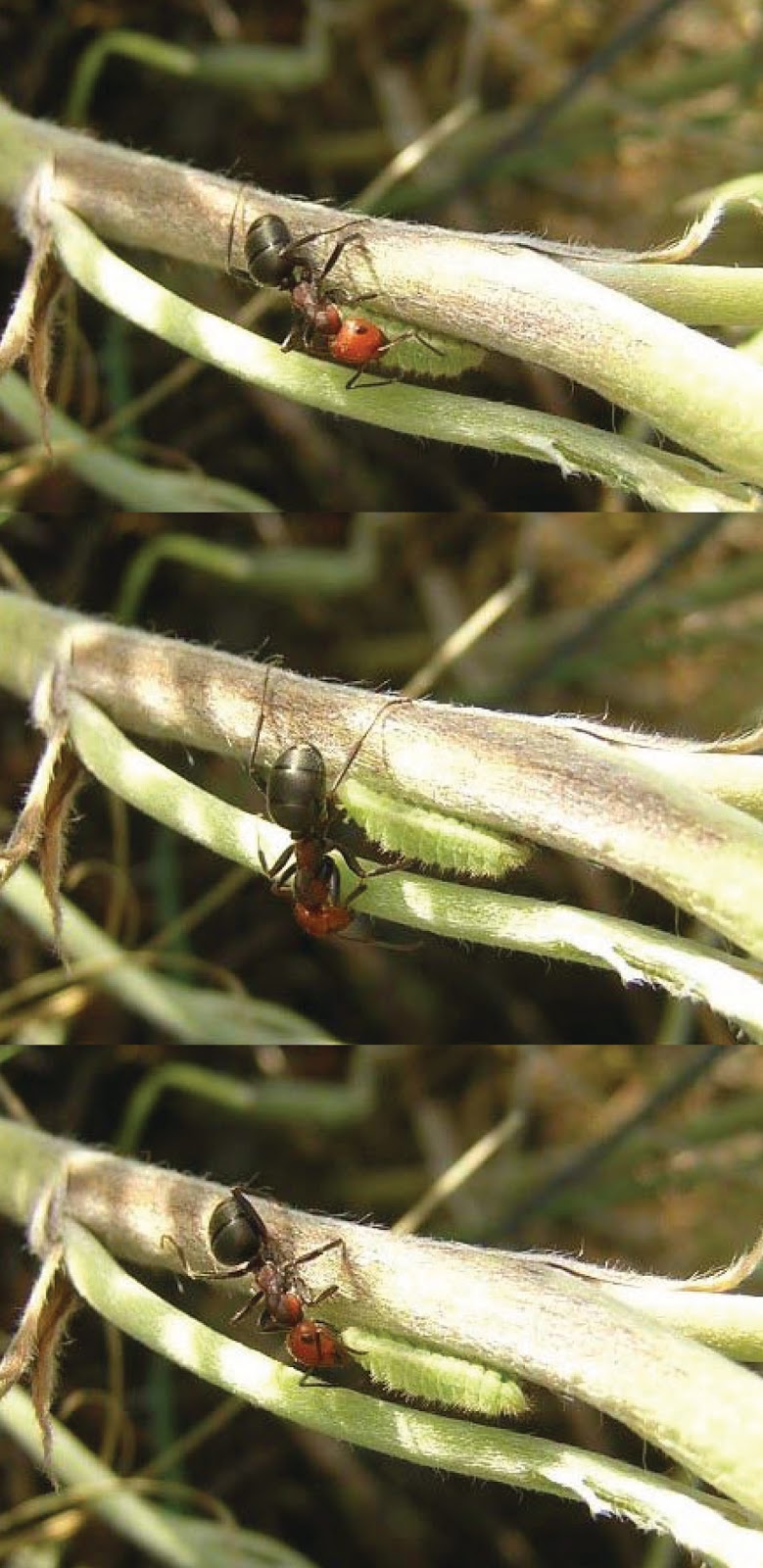 Northwest Butterflies: Ant tending
