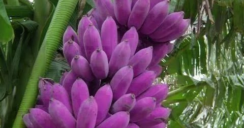 Comunicando para refletir: BANANA ROXA? VOCÊ CONHECE ... É SABOROSA?