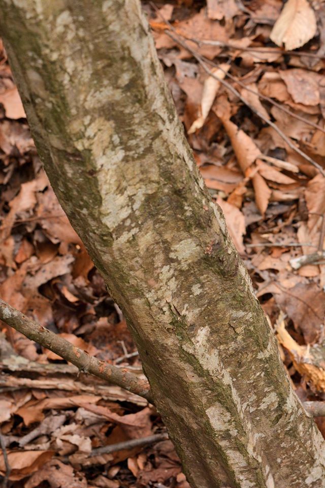 Nature Ramblers: Ramble Report February 25 2016