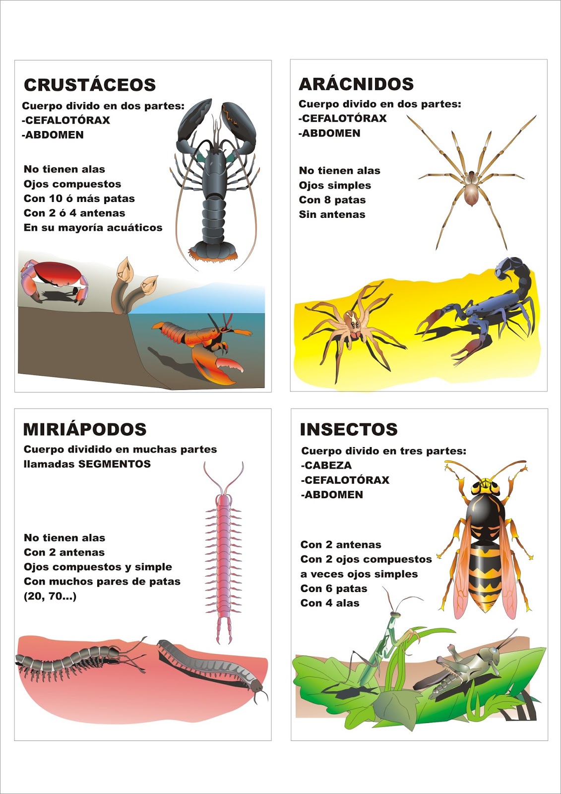 BIOLOGÍA Y GEOLOGÍA 1º ESO: Clasificación de los artrópodos