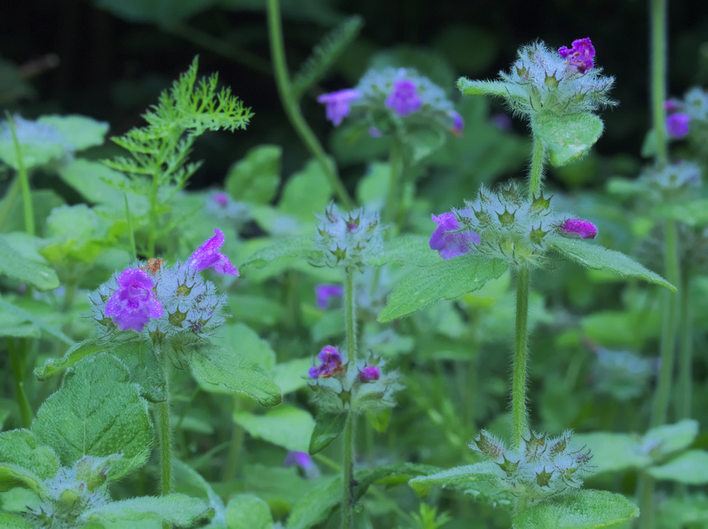 Milton Country Park Through the Year: October 2015