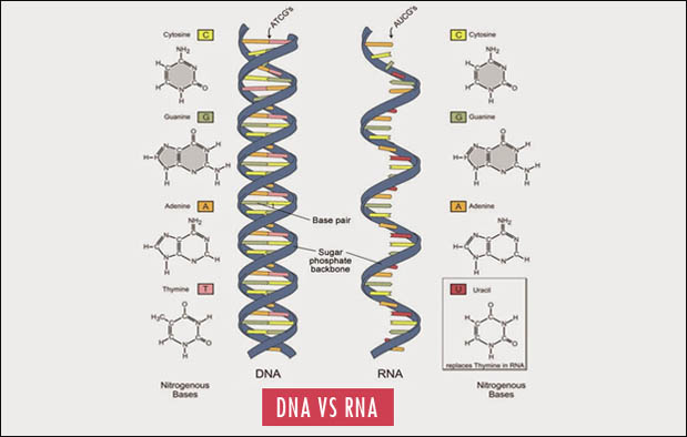 7 Perbedaan DNA dan RNA dalam Bentuk Tabel dan Penjelasan | Dan Perbedaan