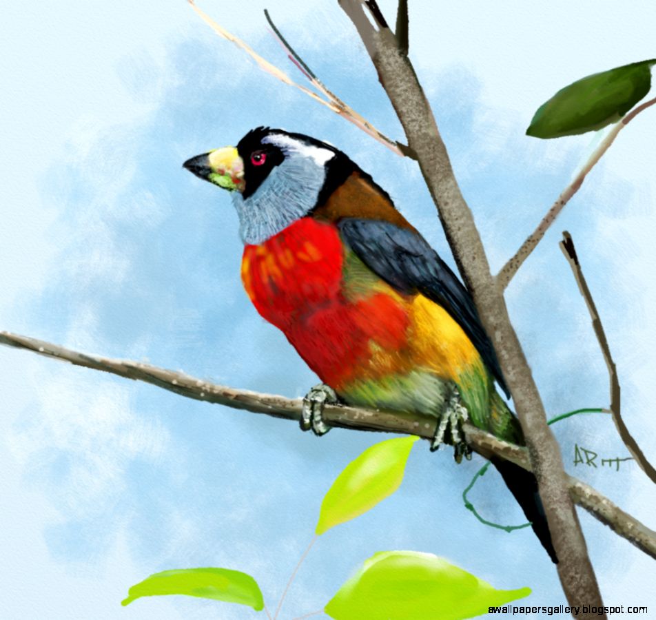 Bird Drawings In Color | Wallpapers Gallery