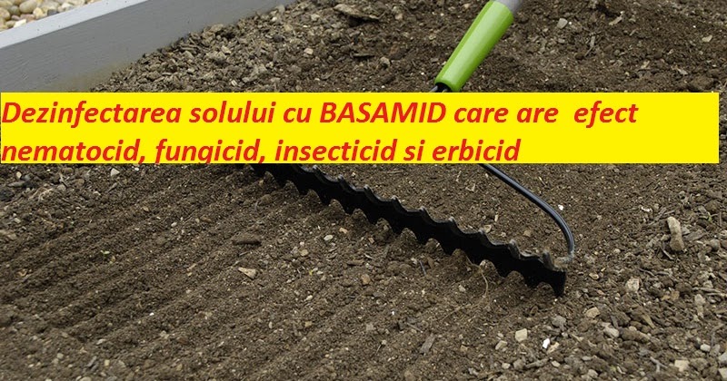 Doctorul Plantelor: Dezinfectarea solului cu BASAMID care are efect ...