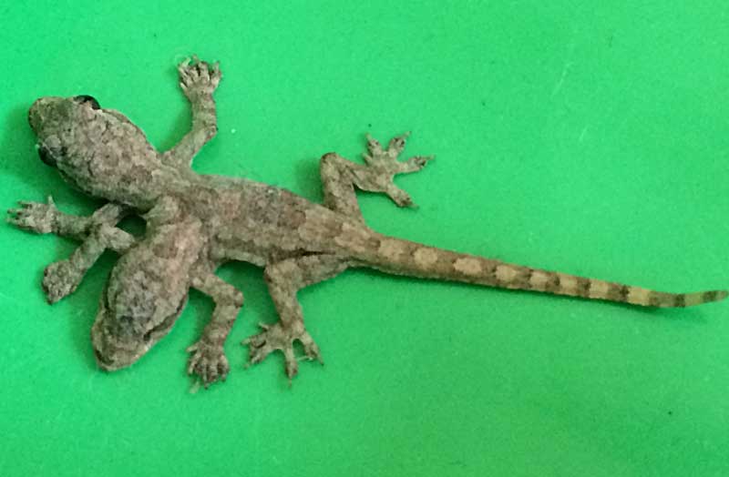 Nothing To Do With Arbroath: Two-headed, six-legged baby gecko found in ...