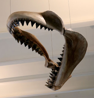 Louisville Fossils and Beyond: Megalodon Shark Jaw Model