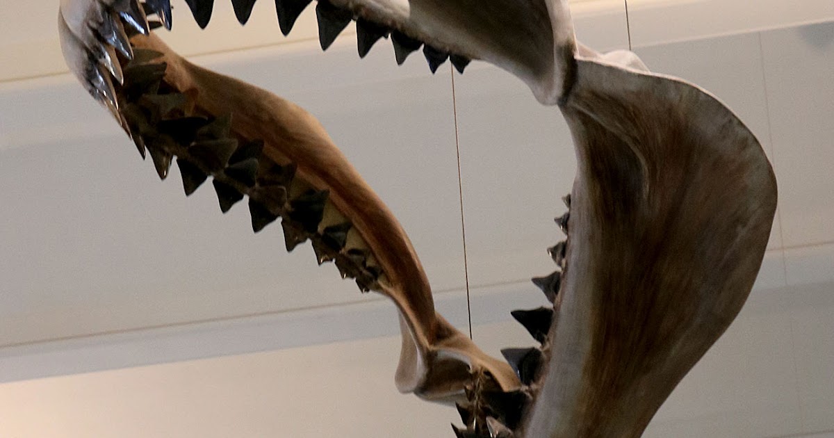Louisville Fossils and Beyond: Megalodon Shark Jaw Model
