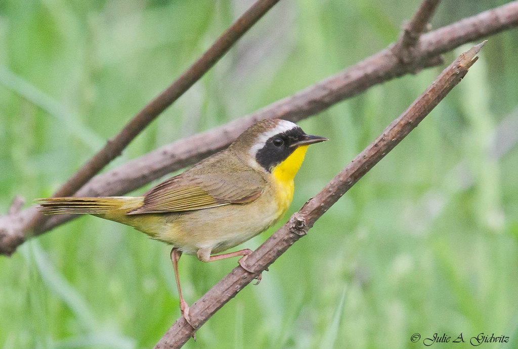 Birding Is Fun!: Wondrous Warblers