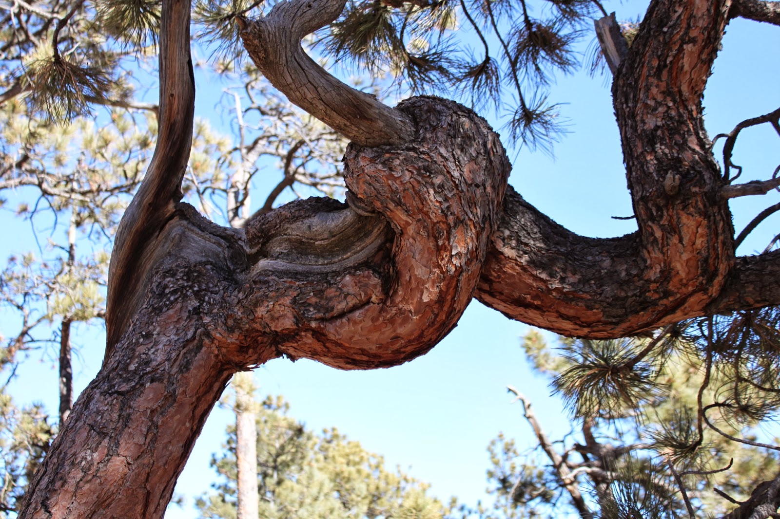 Ute Sacred Trees
