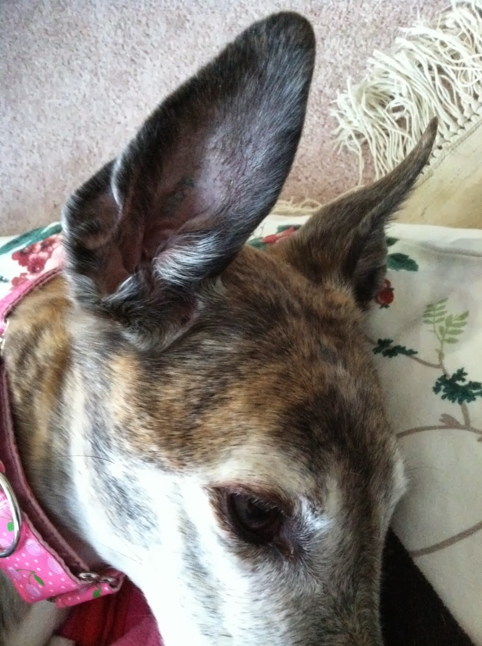 Northern Lights Greyhound Adoption Dog Blog: Amazing Greyhound Ears