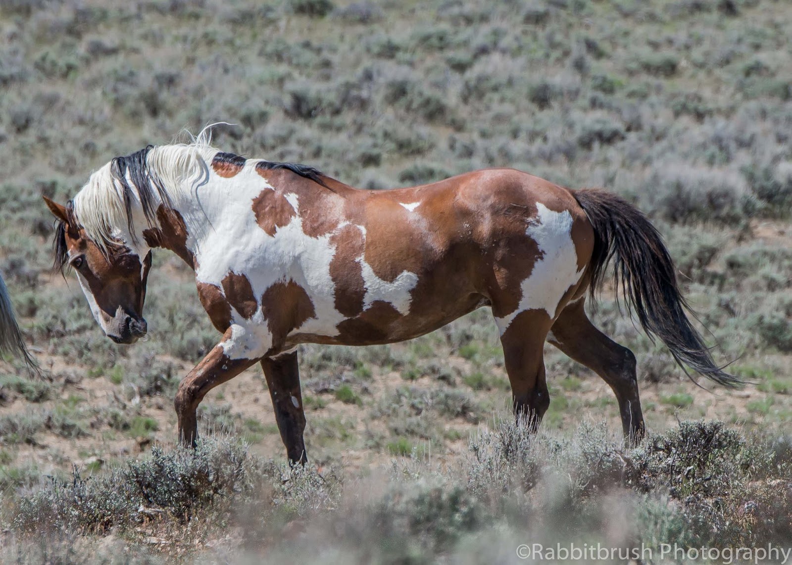 Horse Names SAND WASH BASIN MUSTANG NAMES horse-names-sand-wash-basin-mustang-names