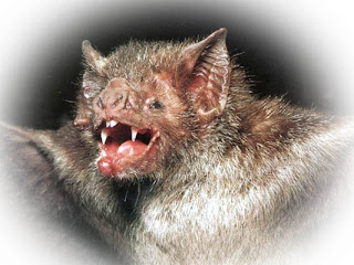 Bagaimana Syarikat Pest Control Mengawal dan Menghalau Kelawar???