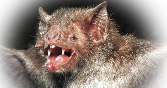 Bagaimana Syarikat Pest Control Mengawal dan Menghalau Kelawar???