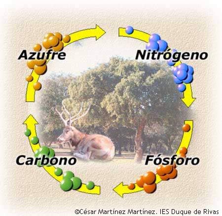 UNIDAD #4: LOS CICLOS EN LA NATURALEZA