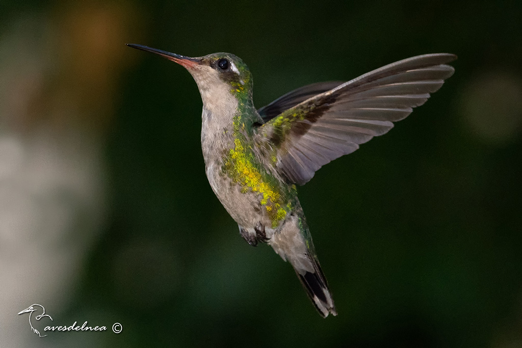 Aves del Nea: Picaflor verde (Glittering-bellied Emerald) Chlorostilbon ...