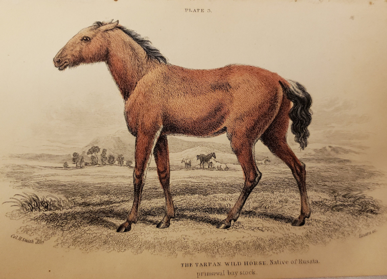 Curly haired Tarpan horses in Poland | Patagonian monsters