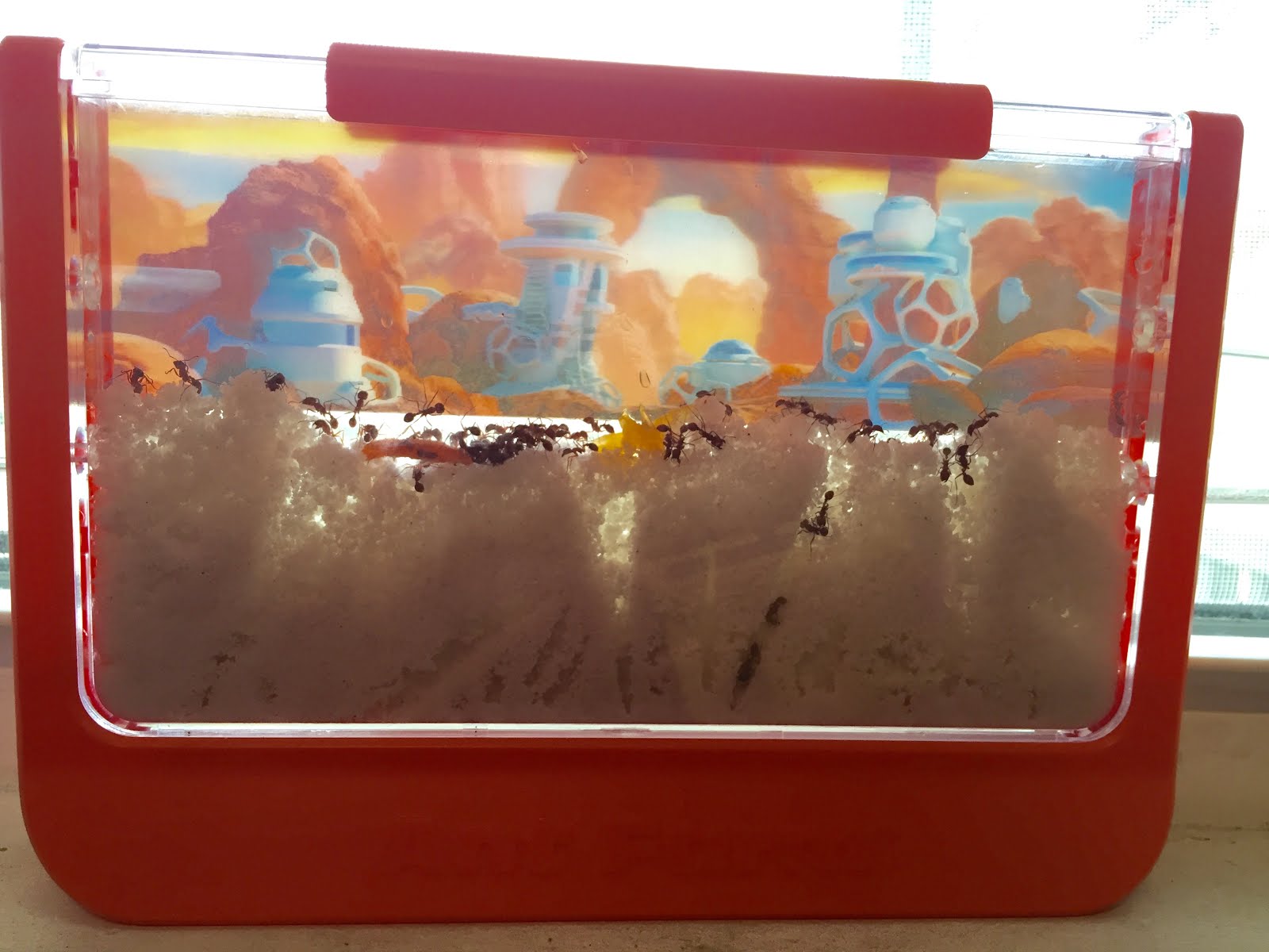 7 Super Tips and Tricks to Know About Starting and Mastering Your AntFarm