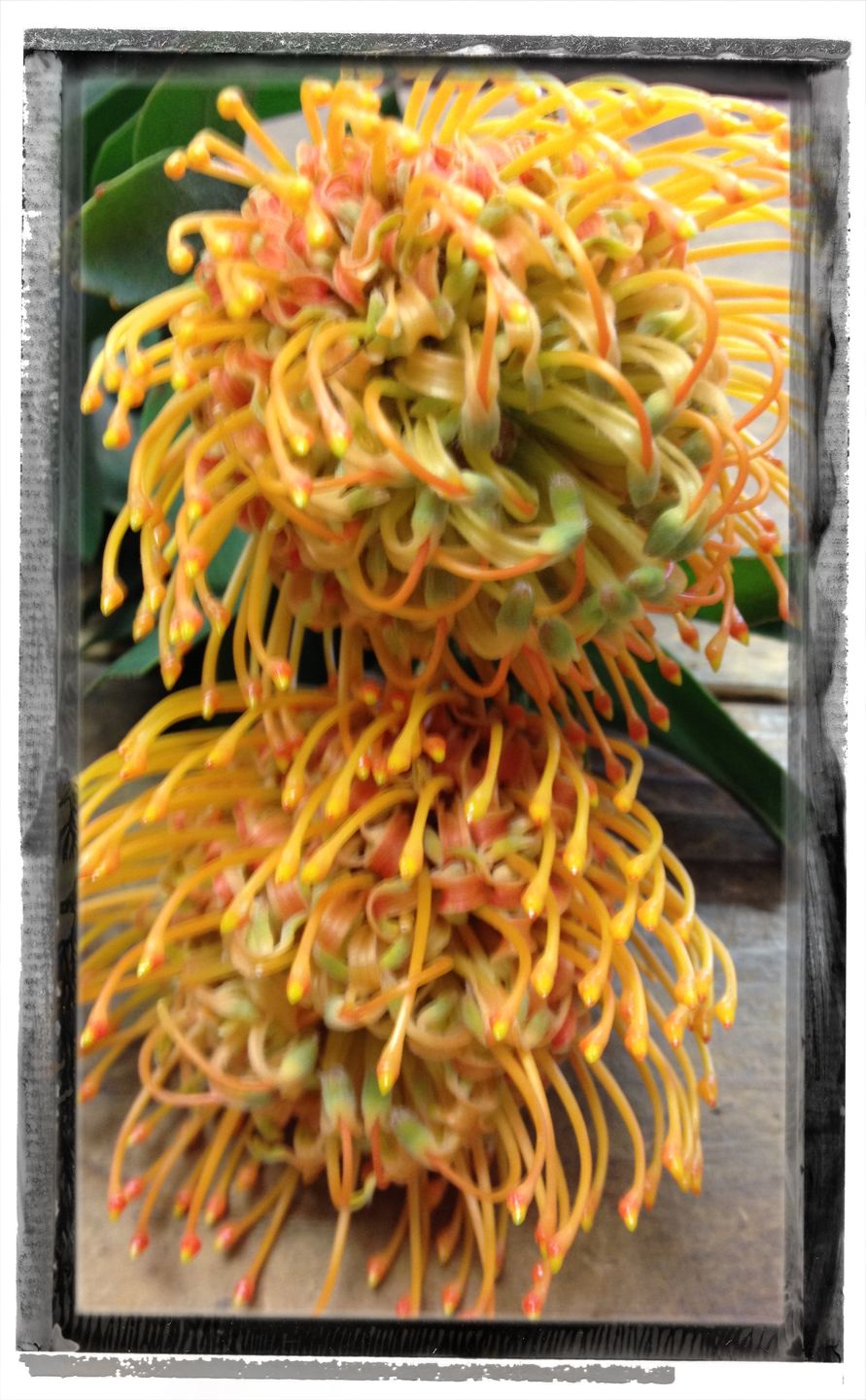 Florist Wilmington NC | Bloomers Flowers Blog - Wilmington NC ...