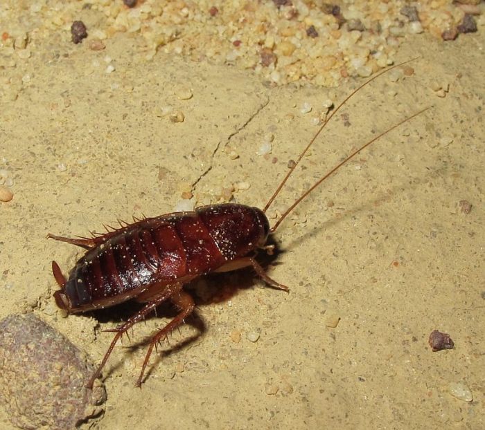 Esperance Fauna: Blue-rump Cockroach - Melanozosteria sp.