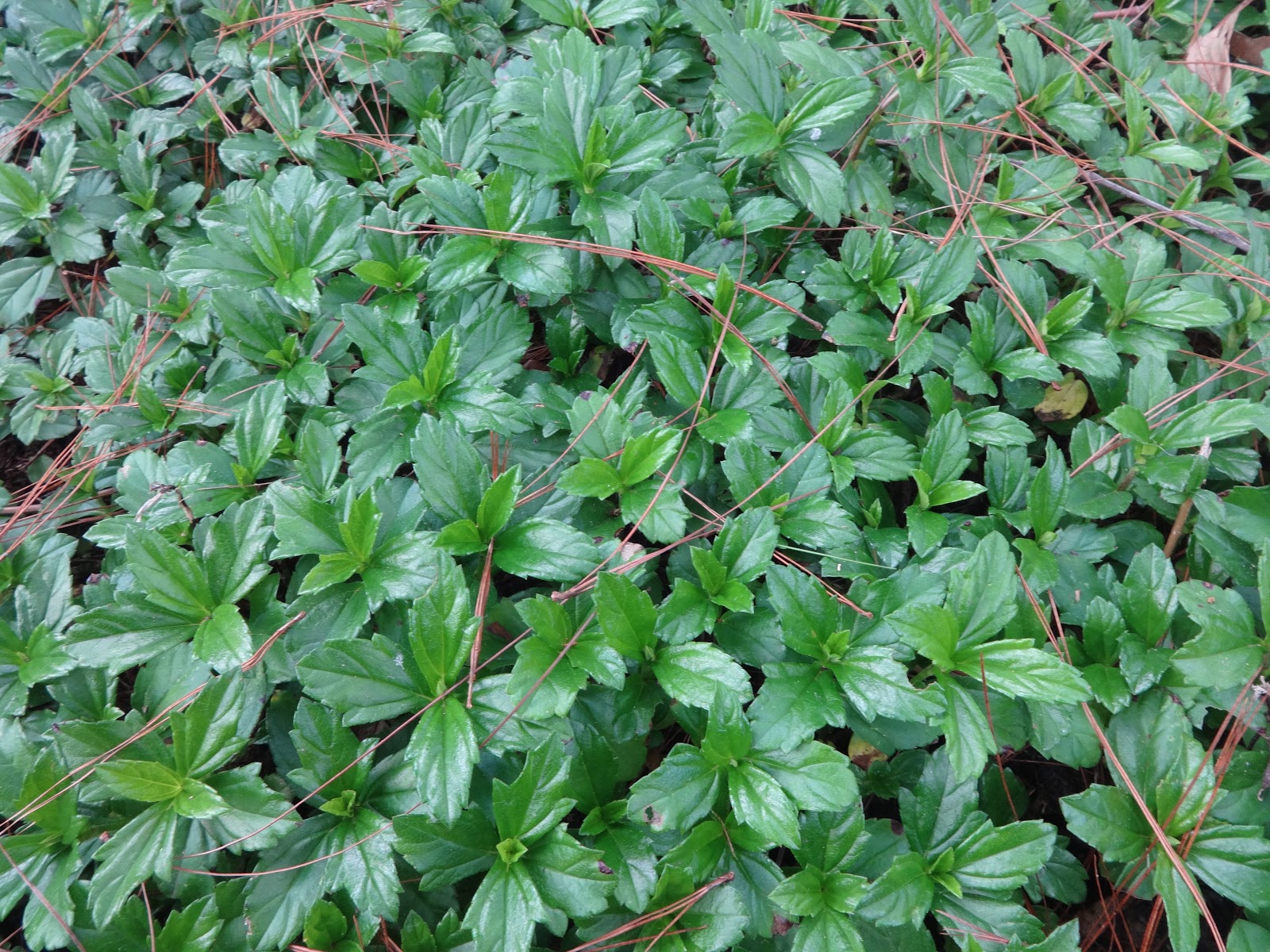 Herbs from Distant Lands: Wedelia - Wedelia chinensis - trilobata ...