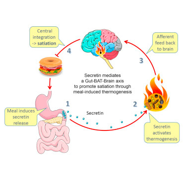 Actualités Scientifiques - Médicales: #Cell #tissuadipeuxbrun # ...