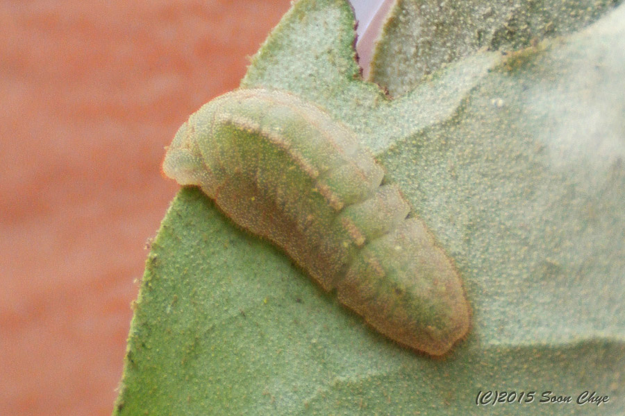 Butterflies of Malaysia & Singapore: Partial life history of the White ...
