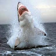 WizardofBaum: HISTORY OF REPORTED FATAL SHARK ATTACKS IN UNITED STATES ...