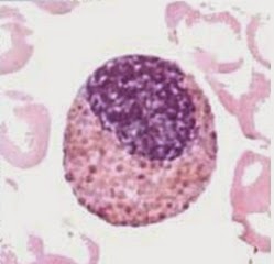 HEMATOLOGÍA: Serie Blanca