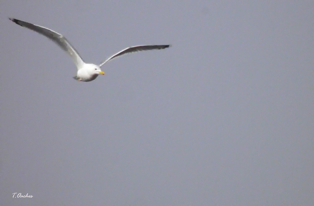 PASARI DIN ROMANIA: PESCARUS CU PICIOARE GALBENE, Larus michahellis