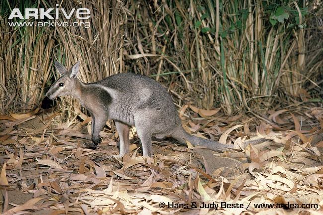 Laberinto en extinción: Canguro rabipelado oriental (Onychogalea fraenata)