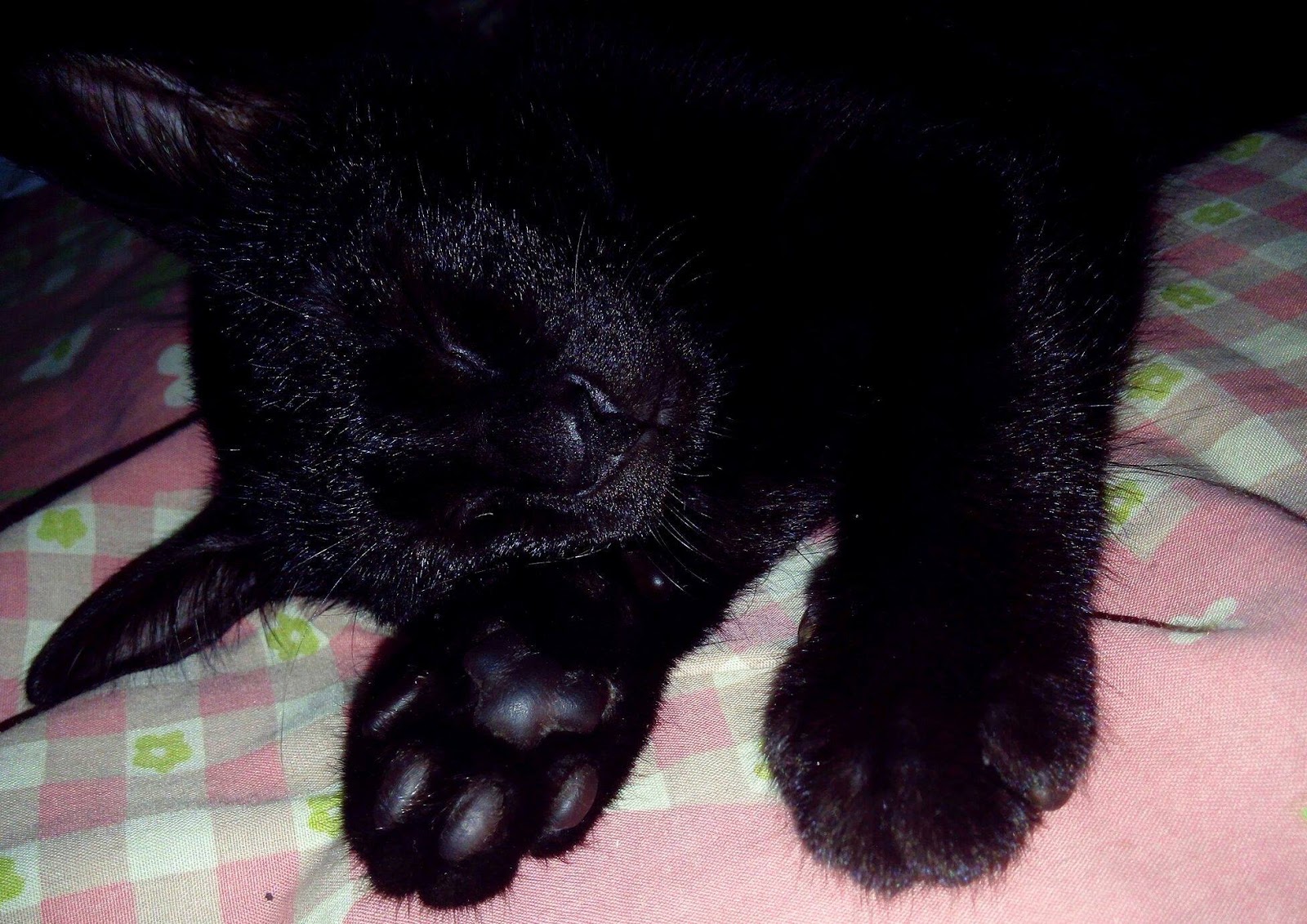 Foto Kucing Hitam Terlucu