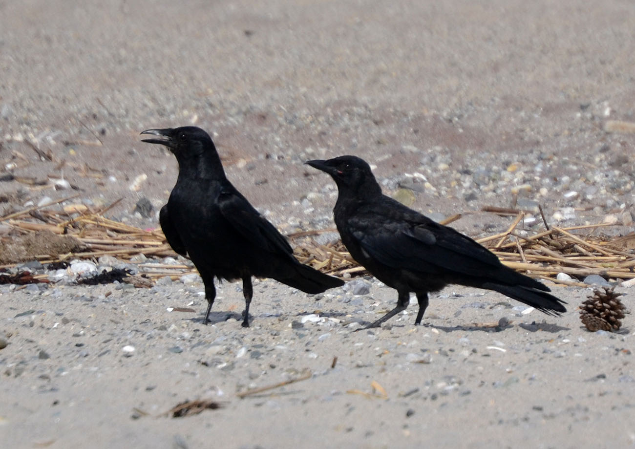 Woods Walks and Wildlife: A Very Rail-y Beach Day