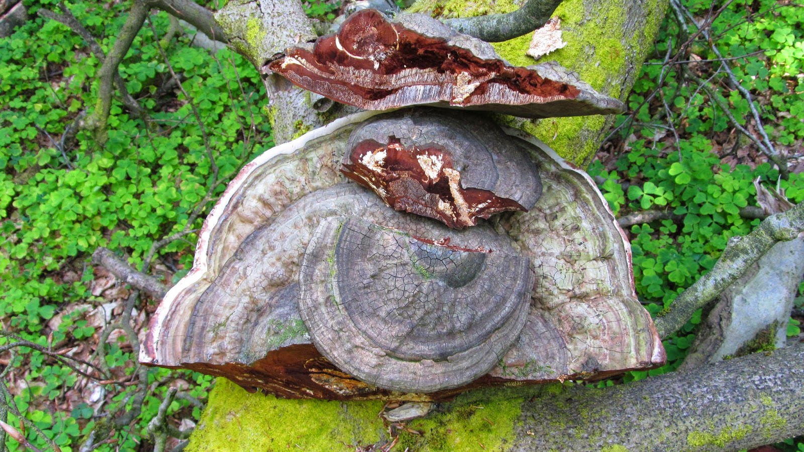 BUZZARD BUSHCRAFT: Making Amadou with Salt Peter