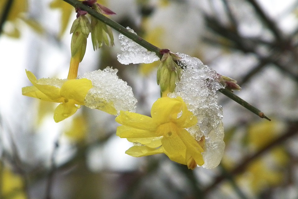 life between the flowers : Jasminum Nudiflorum Winter Jasmine Yellow ...