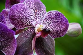 Make It Davao: Orchid Capital of the Philippines