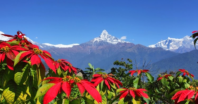 nepali flower ~ frank-media