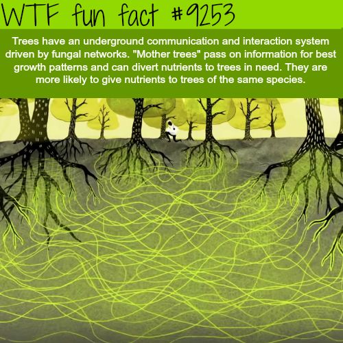 40 Interesting WTF Fun Facts That You Probably Didn't Know | Amazing ...