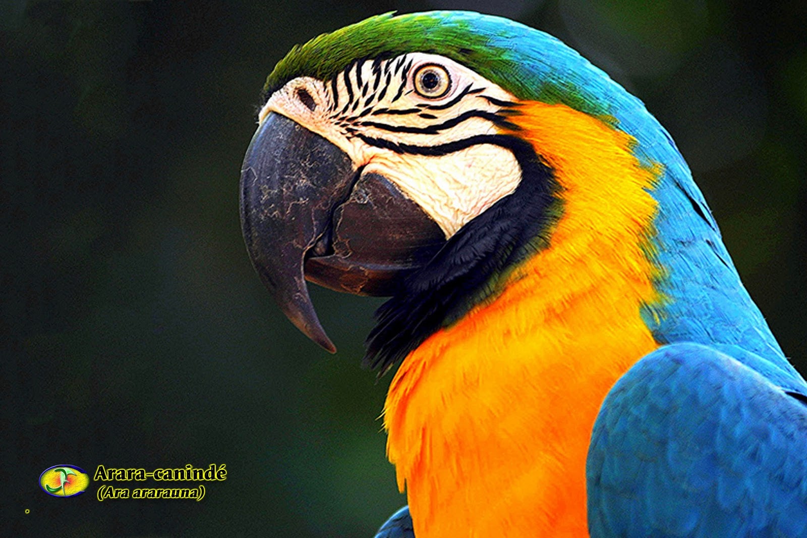 ORNITOLOGIA: Arara-canindé (Ara ararauna)