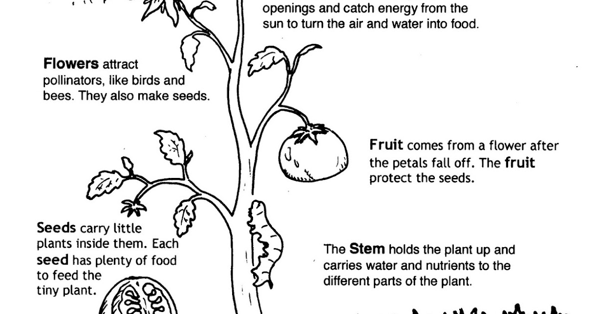 Entrelosmedanos: Parts Of A Plant Coloring Pages