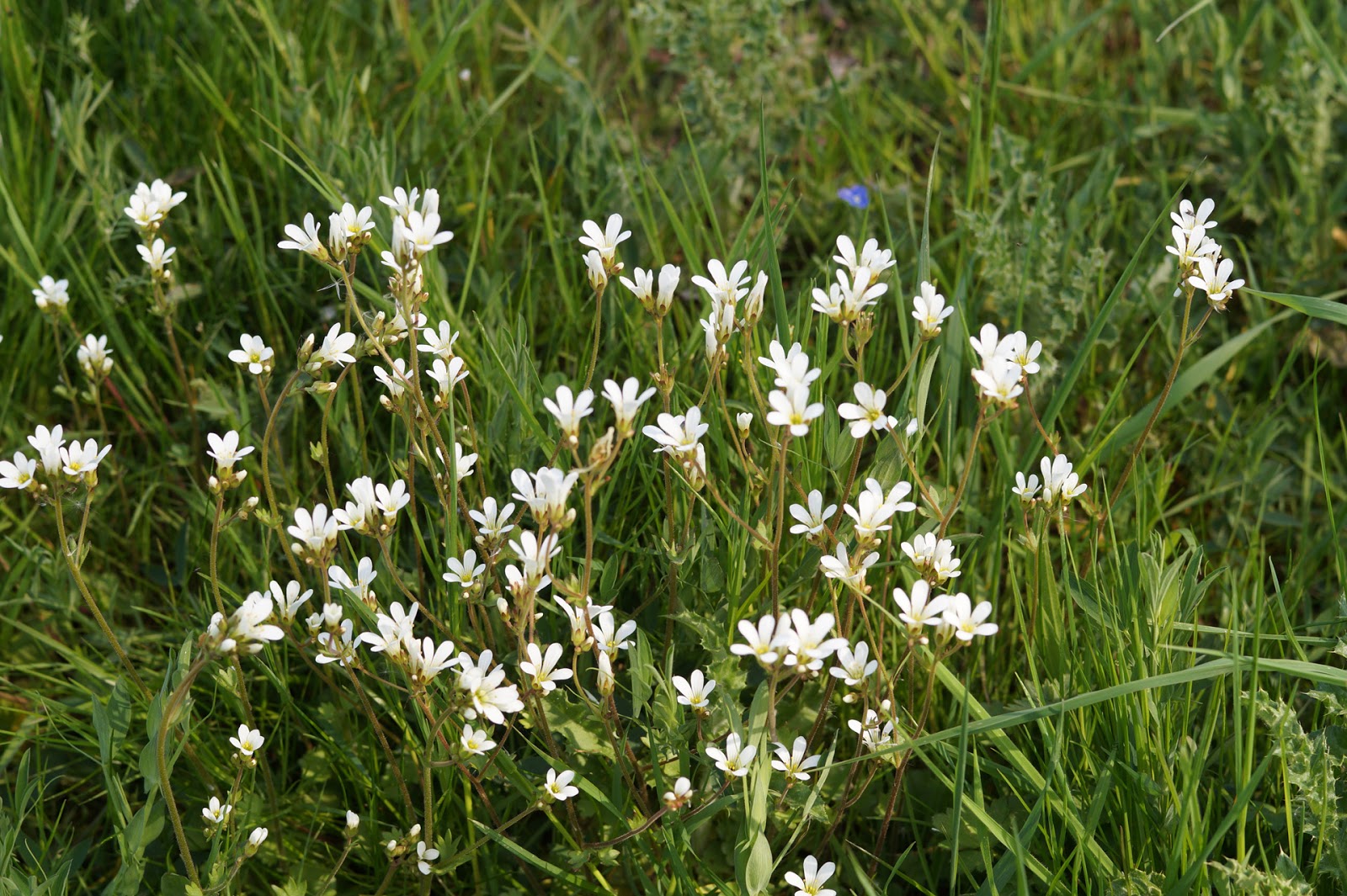 Meadow saxifrage in bloom - Sophie in the Sticks