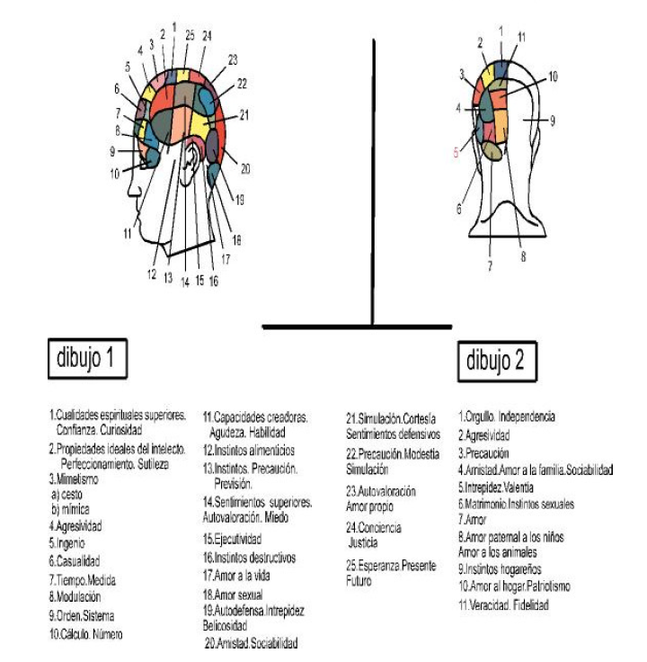 El maravilloso cerebro: Mapa Frenológico de Gall