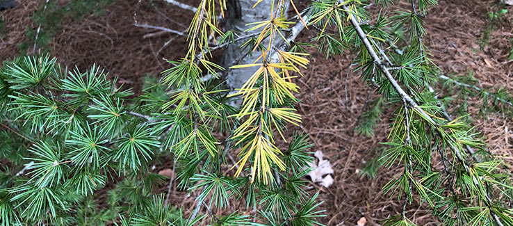 Fast Tree Removal Services Atlanta: Evergreen Tree Diseases