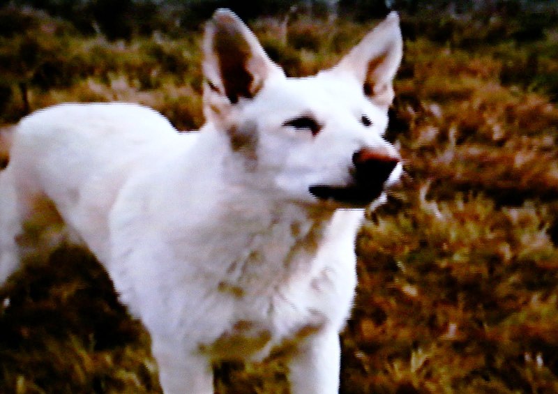 Beastmaster | TigerDroppings.com