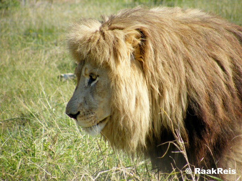 Raakreis: Die Groot Vyf