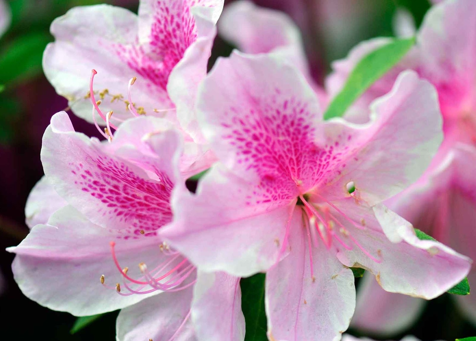 Azalea - Fruits And Vegetables